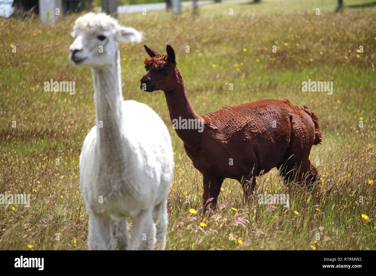 Spitting Llama High Resolution Stock Photography and Images - Alamy
