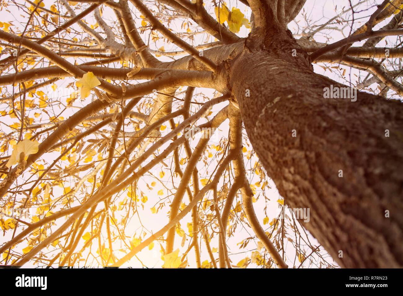 GOLDEN YELLOW AUTUMN TREETOP VIEW. COLORFUL FALL LEAVES ON SUNSET Stock ...