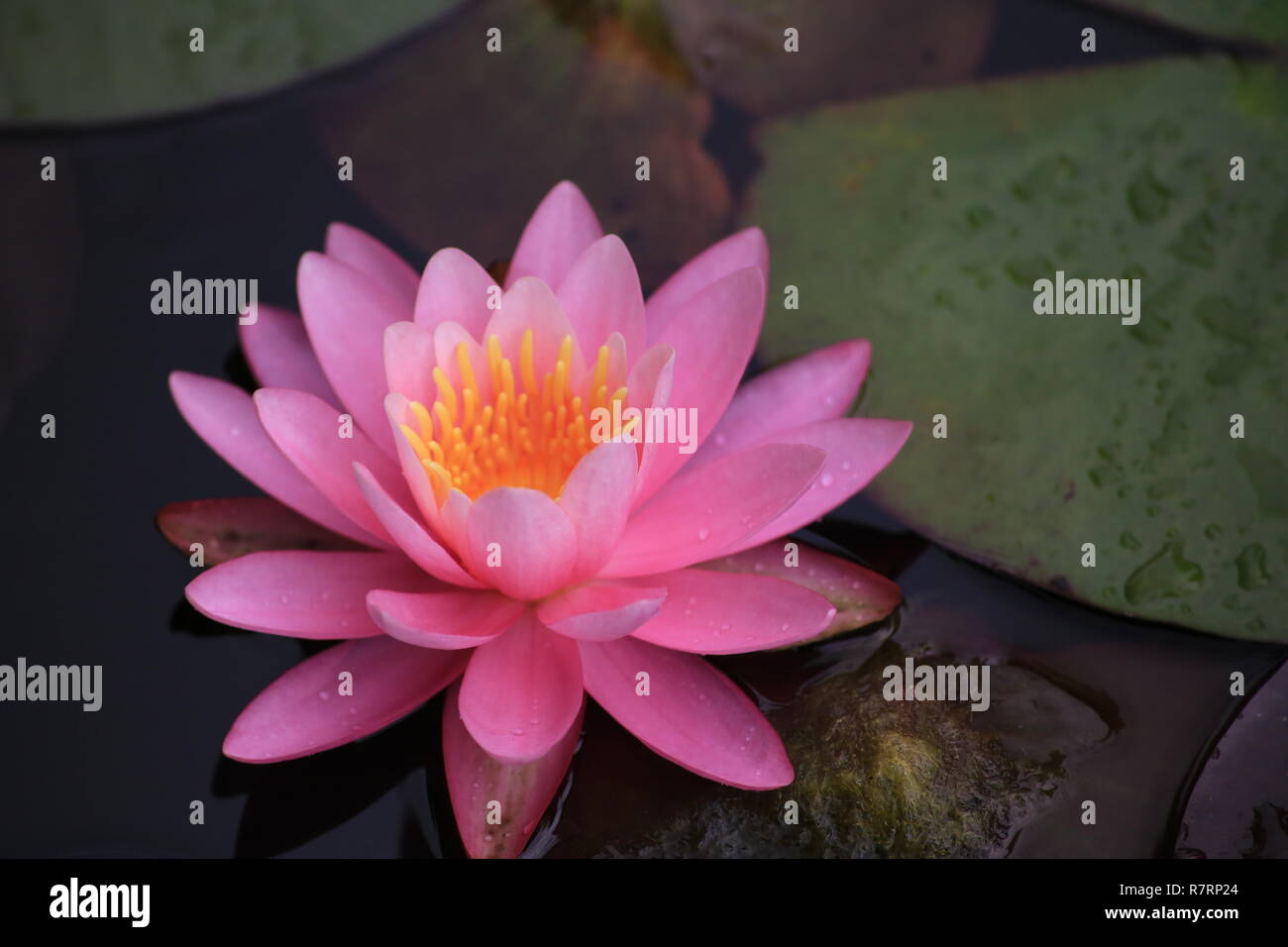 Single pink lotus flower hi-res stock photography and images - Alamy