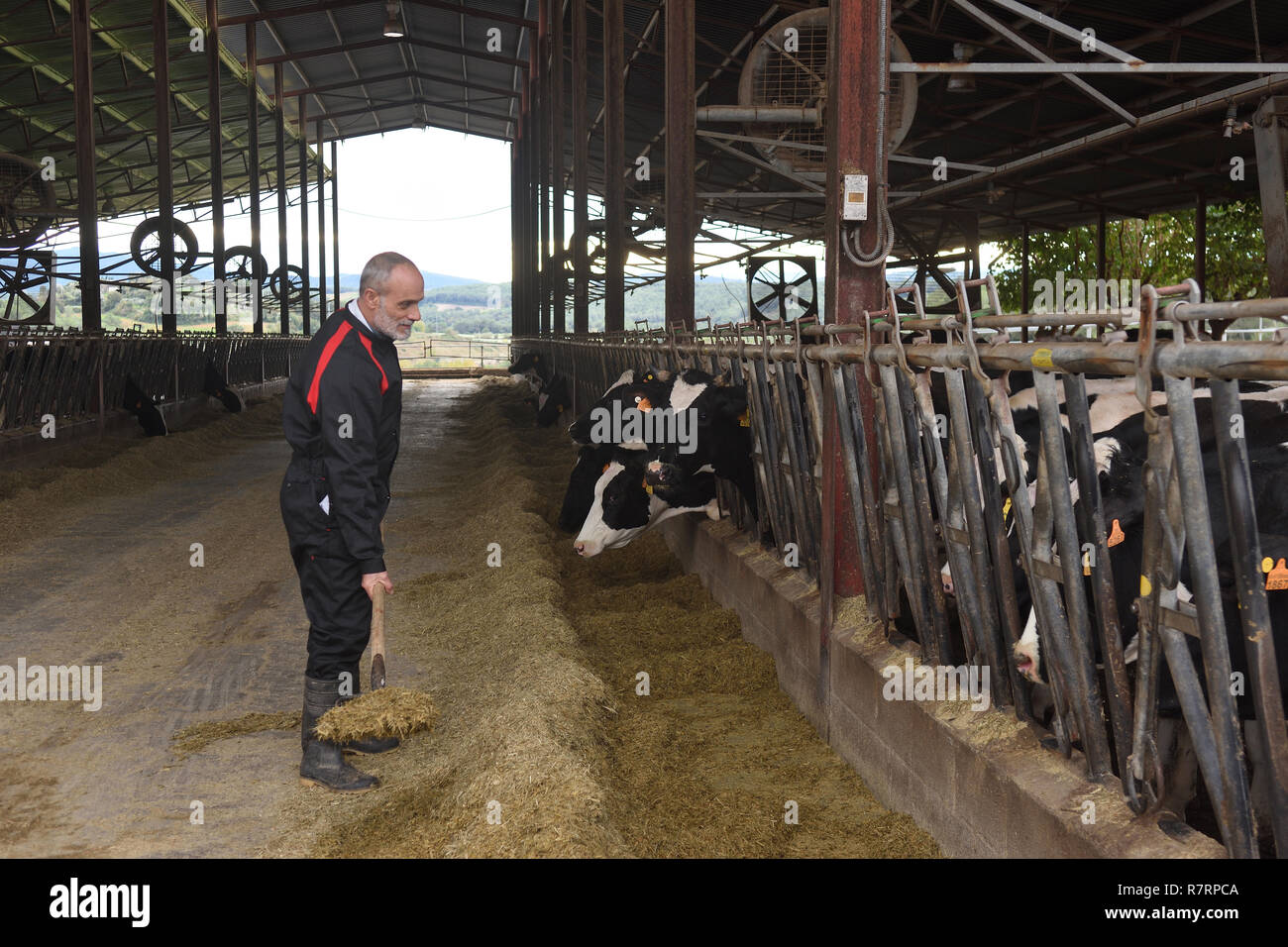 farmer working on a cow farm Stock Photo - Alamy