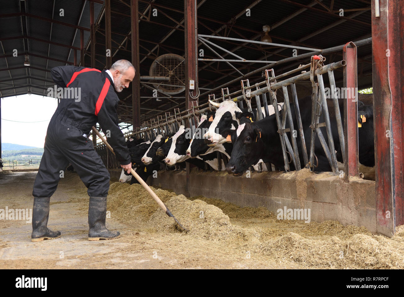 farmer working on a cow farm Stock Photo - Alamy
