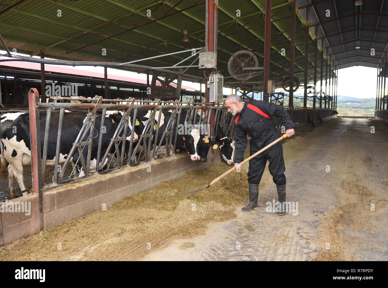 farmer working on a cow farm Stock Photo - Alamy