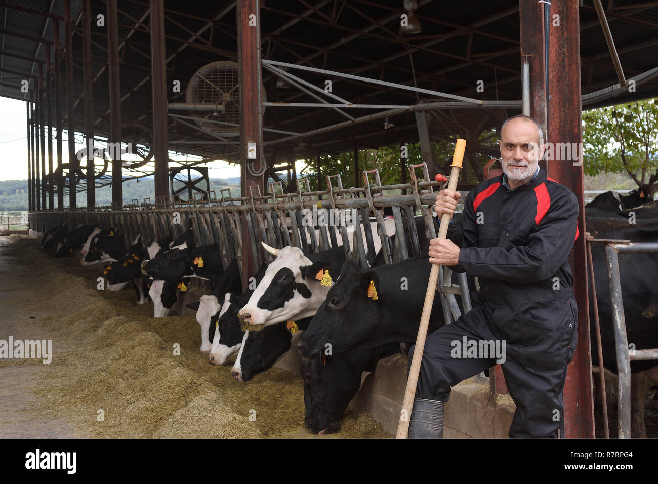 portrait of a farmer with cows Stock Photo - Alamy