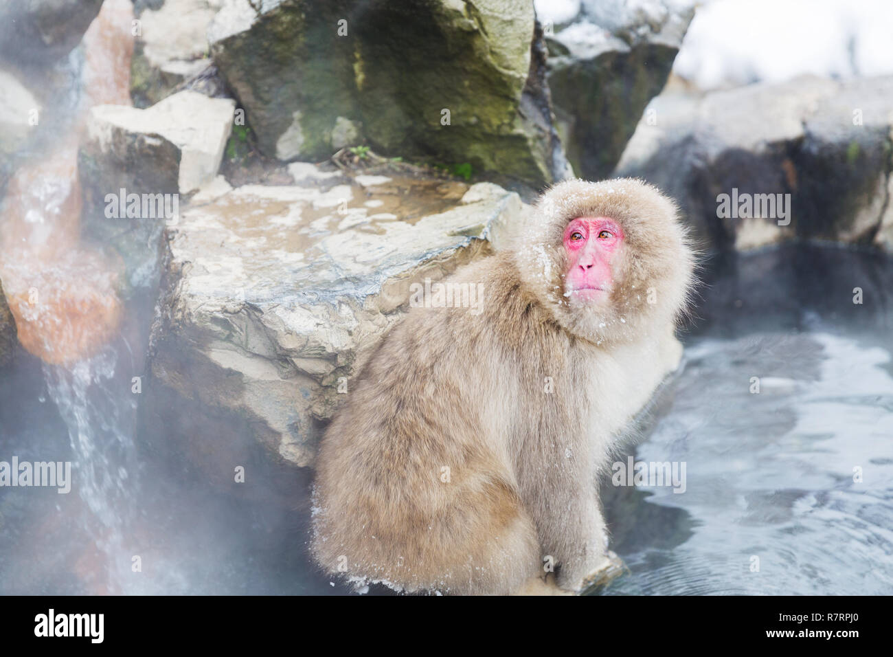 japanese macaque or snow monkey in hot spring Stock Photo - Alamy