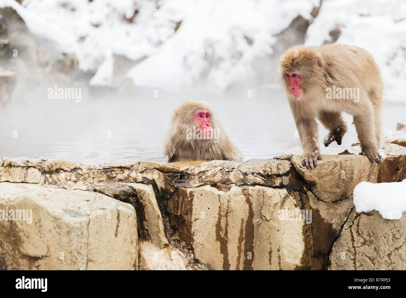 japanese macaques or snow monkeys in hot spring Stock Photo - Alamy