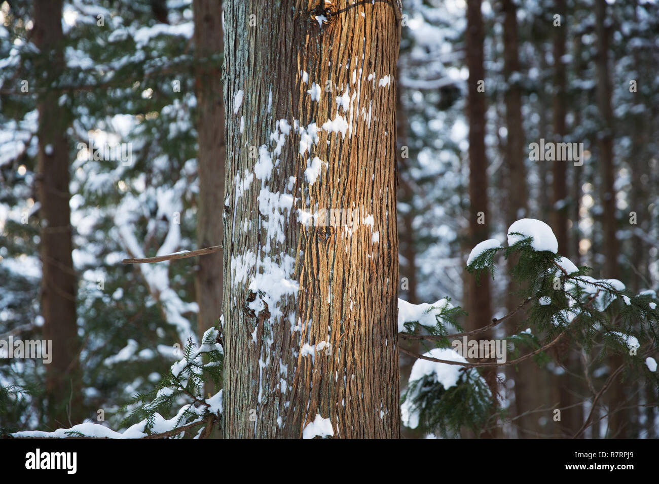 Pine tree forest japan hi-res stock photography and images - Alamy