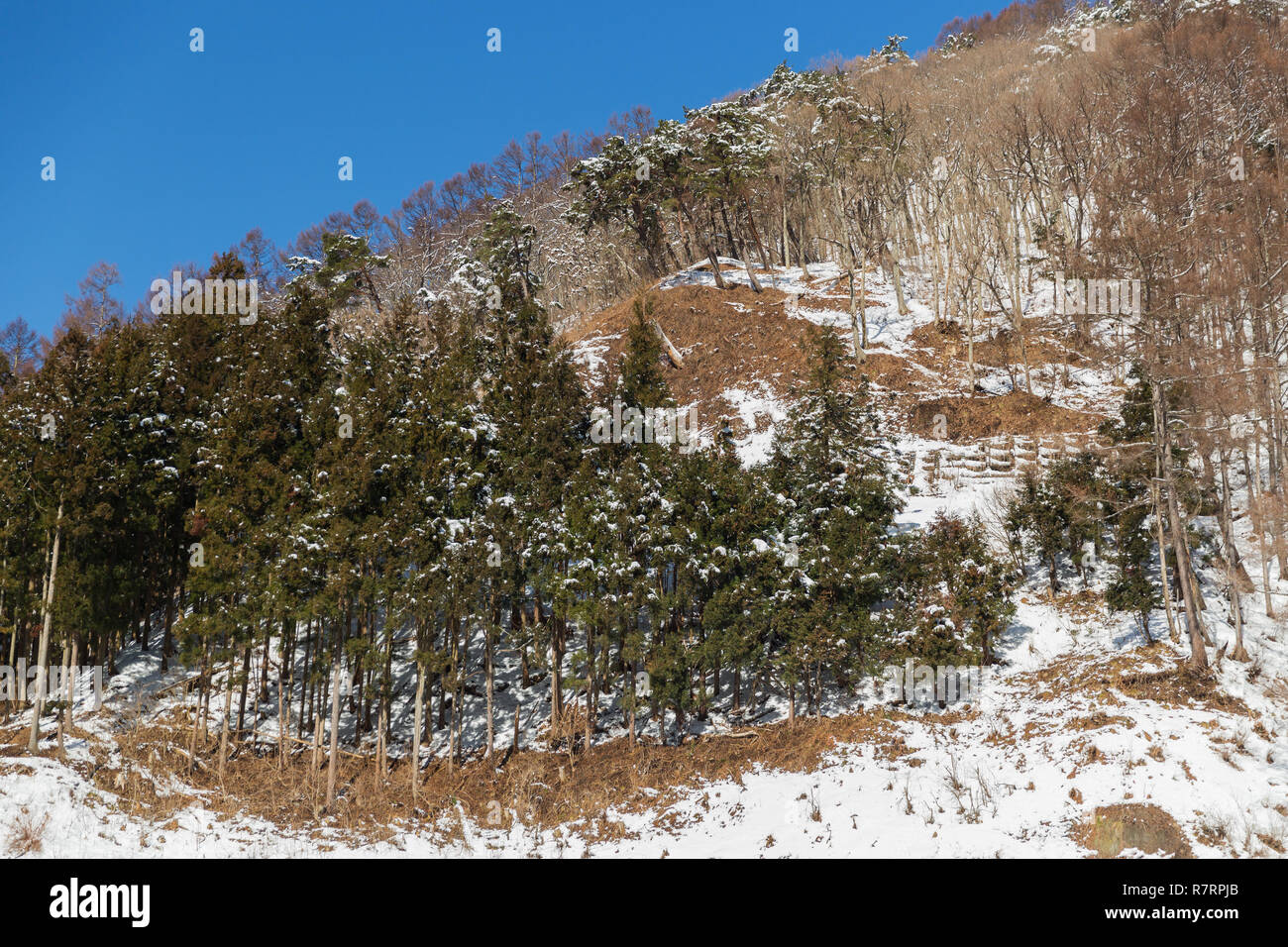 winter forest in japan Stock Photo - Alamy