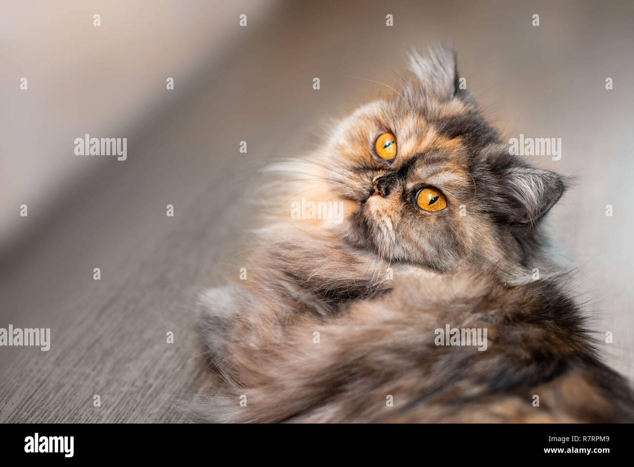Fluffy colorful Persian cat on wooden background. Beautiful home long ...