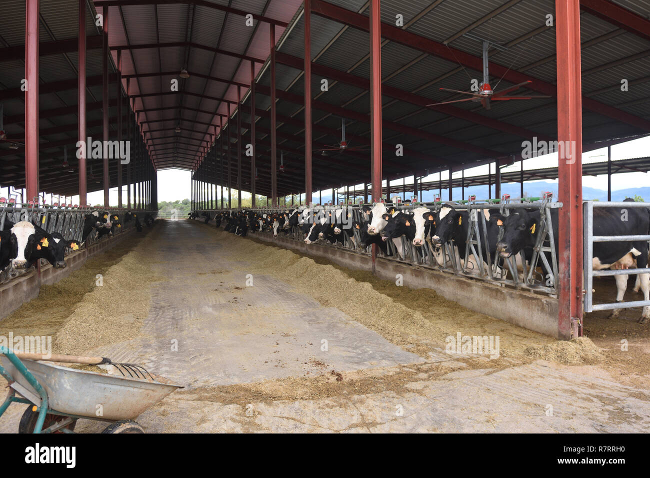 indoors of farm cows Stock Photo - Alamy