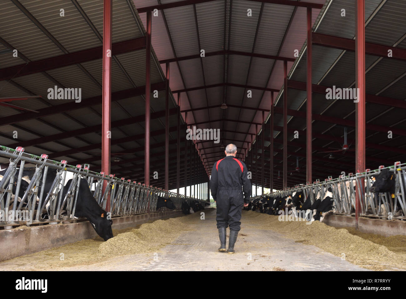 farmer working in cow farm Stock Photo - Alamy