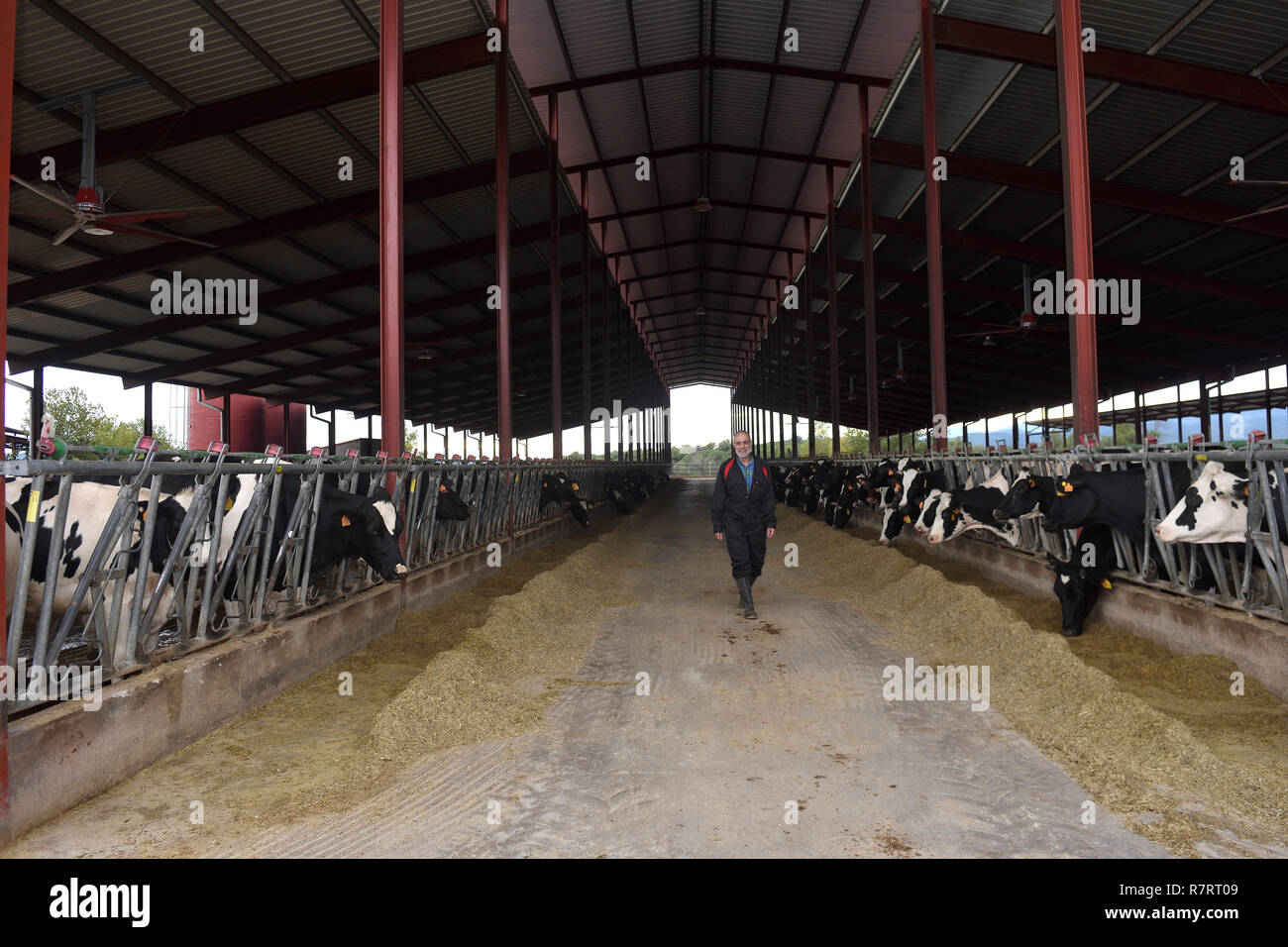 farmer working in cow farm Stock Photo - Alamy