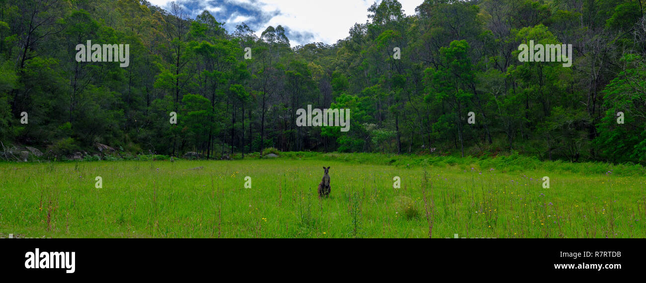 Yengo national park creek hi-res stock photography and images - Alamy