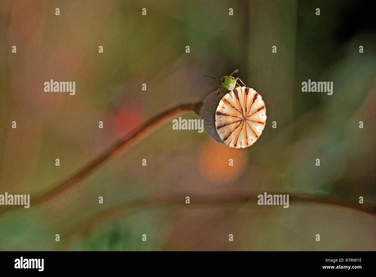 insect over a poppy pod in a countryside meadow Stock Photo - Alamy