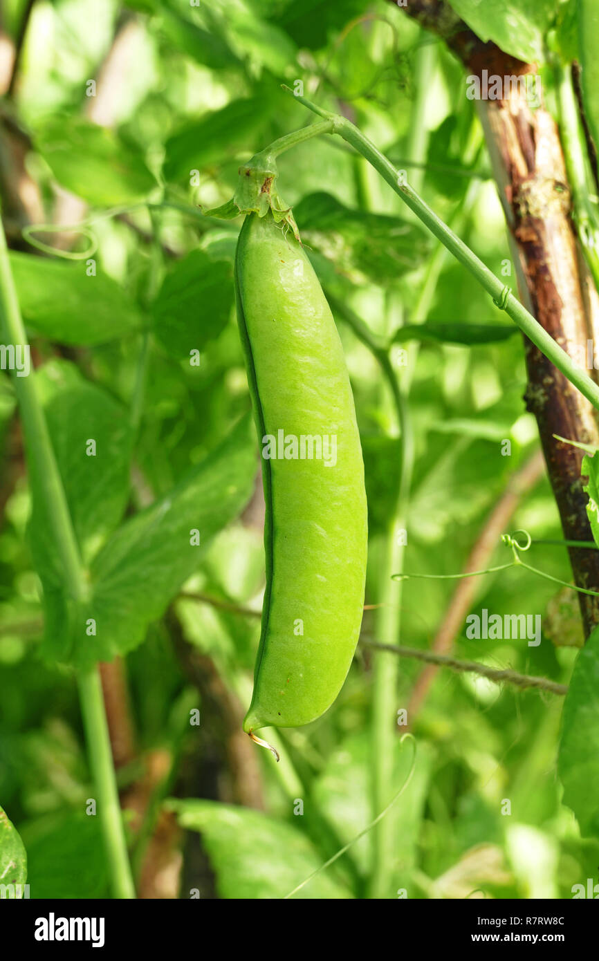 Pea pod (Pisum sativum) growing in the garden, in june (Suzanne 's ...