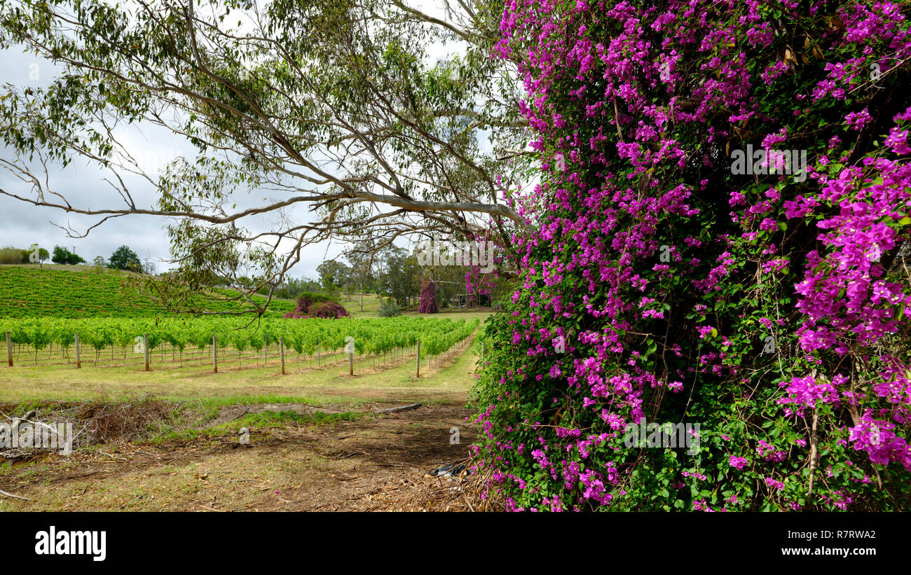 Hunter valley nsw balloon hi-res stock photography and images - Alamy