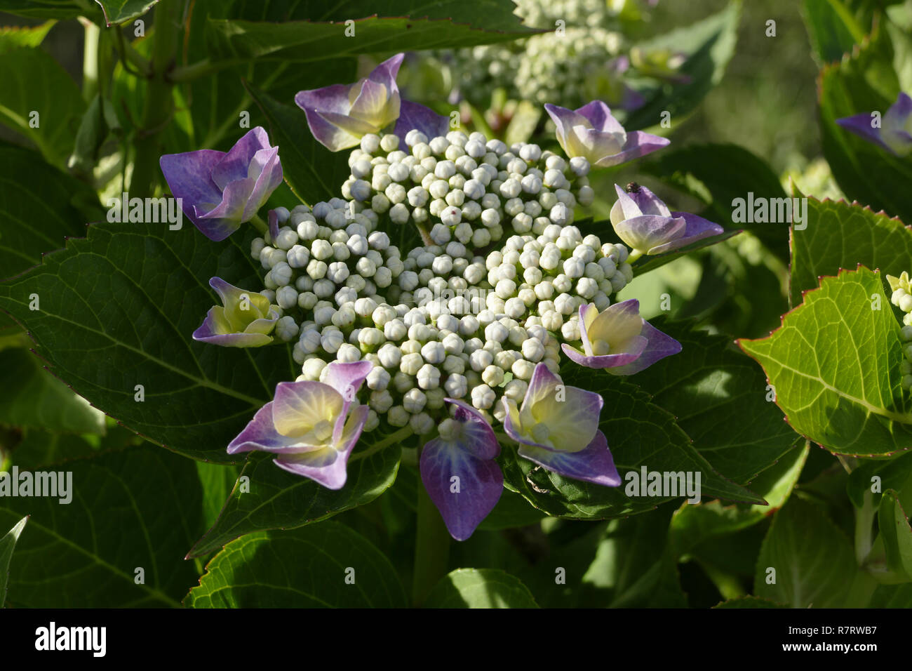 French hydrangea hydrangea macrophylla hi-res stock photography and ...
