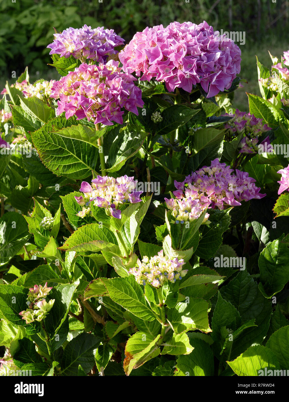 Hortensia macrophylla hi-res stock photography and images - Alamy