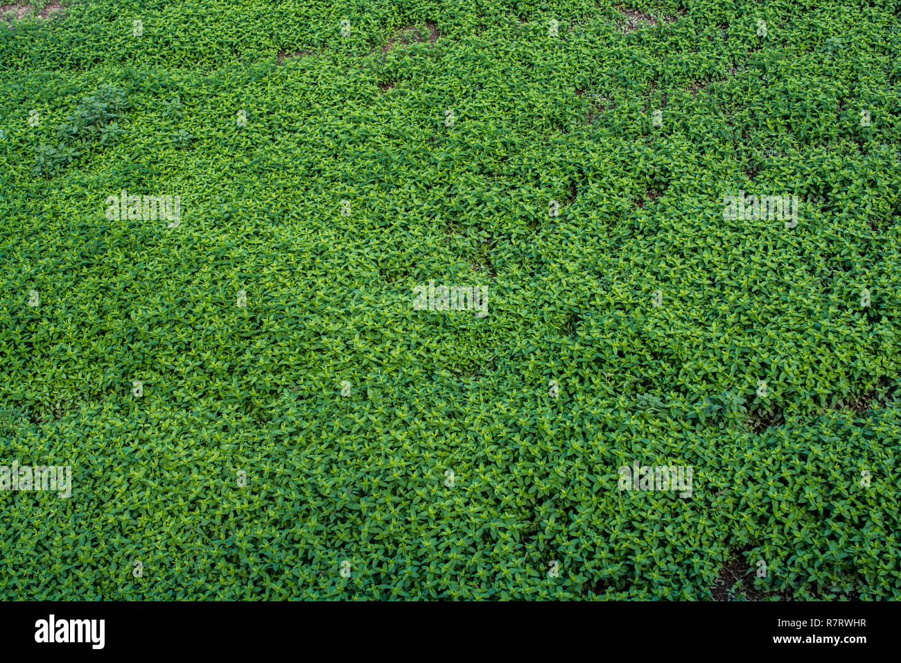 Growing sprouted agricultural crops in spring field Stock Photo - Alamy