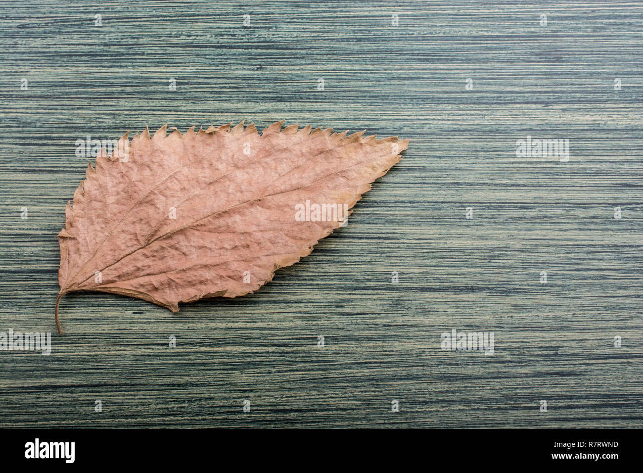 Dry tree leaf as an Autumn background Stock Photo - Alamy