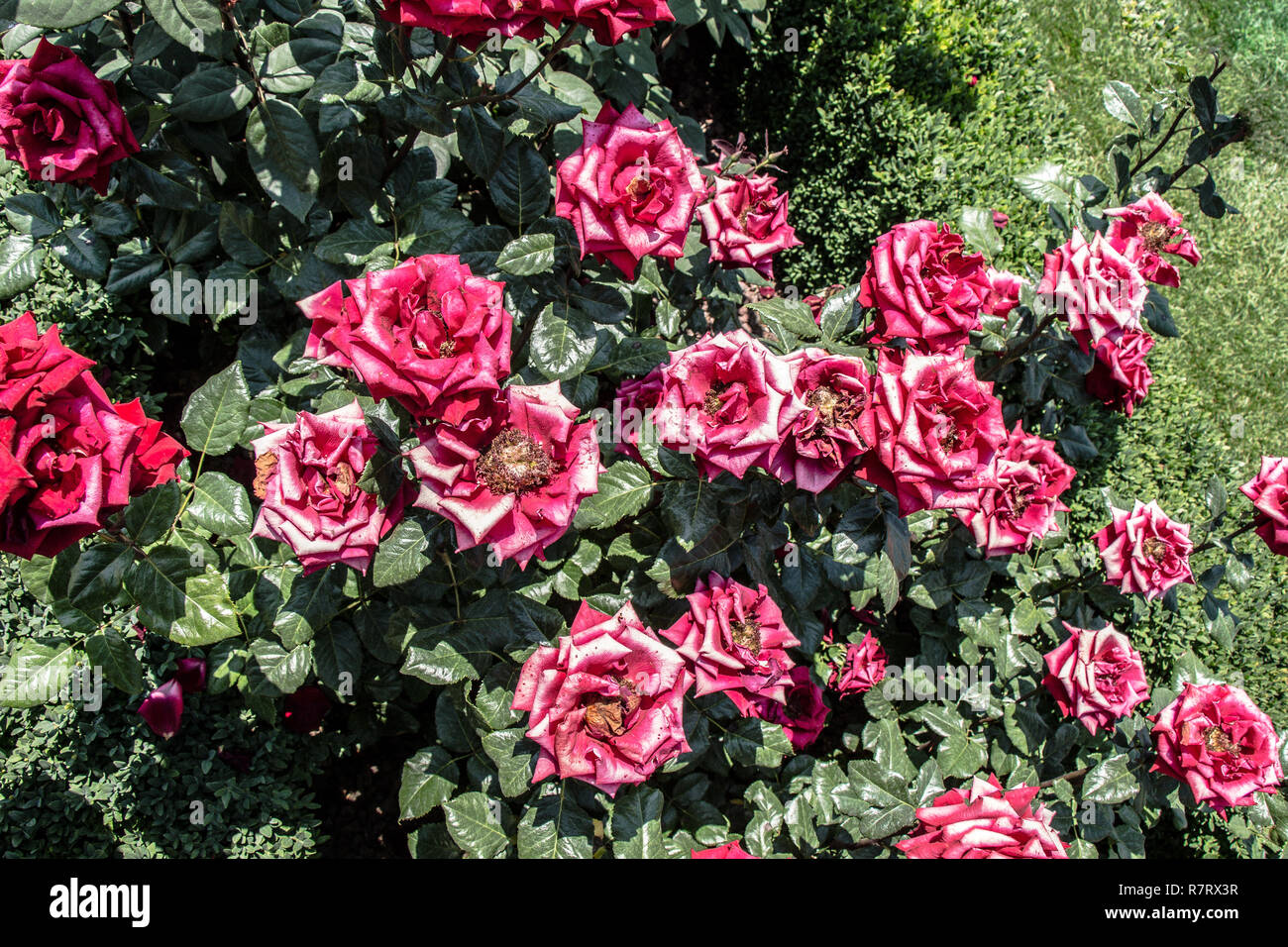 Pink roses in a botanical park in Istanbul on display Stock Photo - Alamy