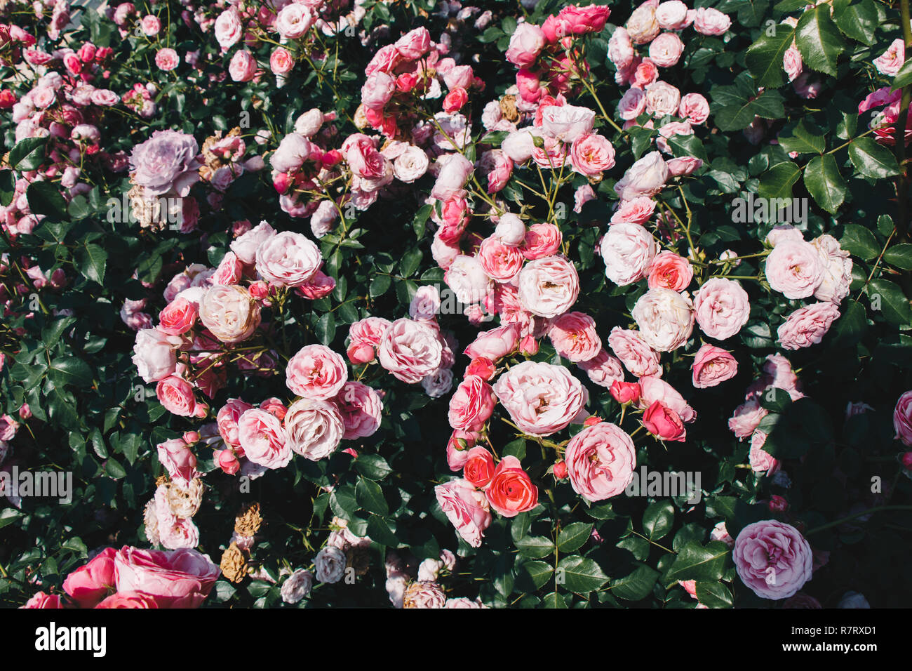 Blooming beautiful colorful roses as floral background Stock Photo - Alamy