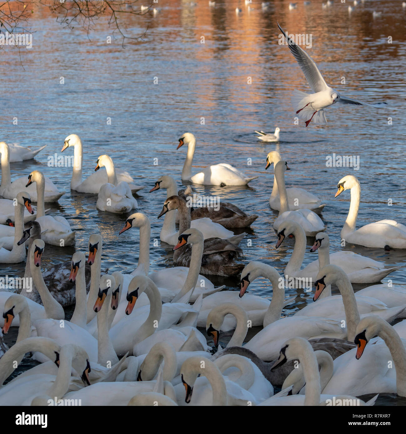 Worcester swan sanctuary hi-res stock photography and images - Alamy