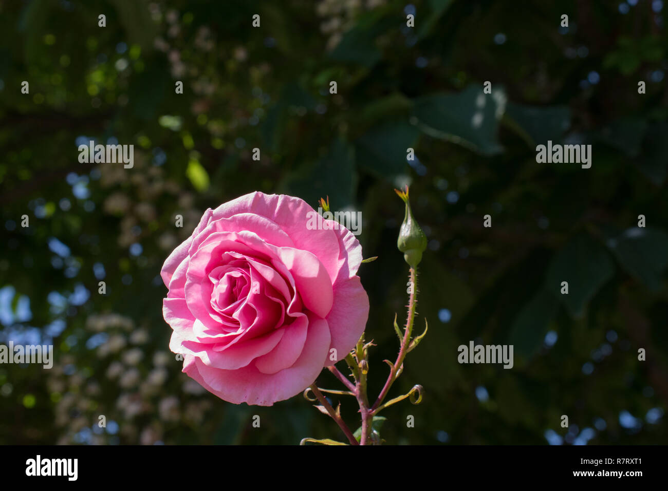 Blooming beautiful colorful rose bud in garden nature background Stock ...