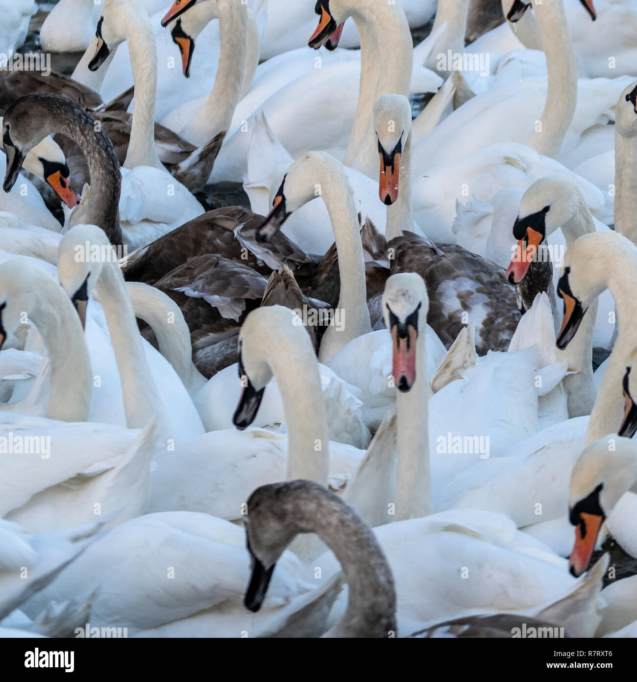 Worcester urban bird sanctuary hi-res stock photography and images - Alamy