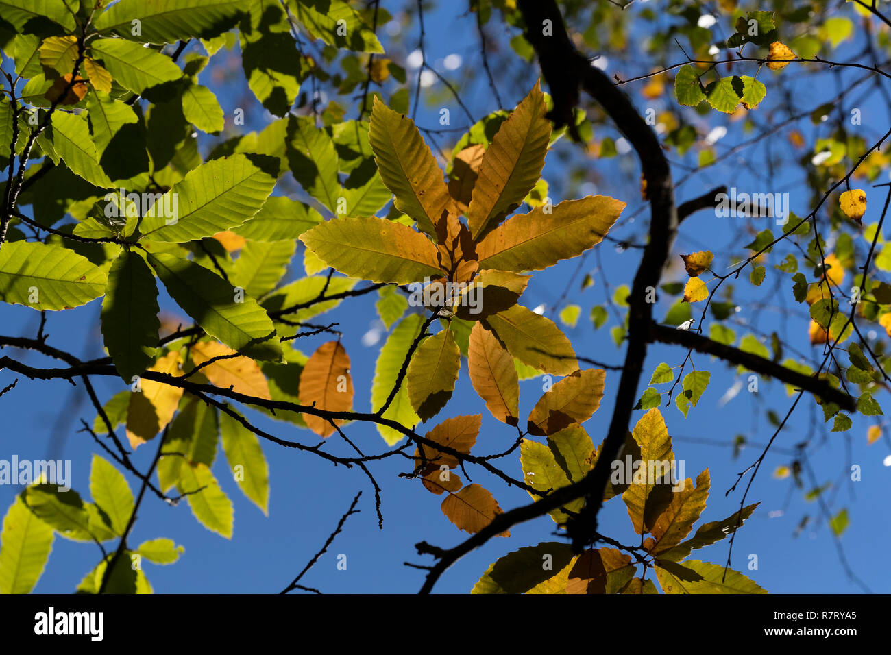 Sweet Chestnut tree, leaves and seeds Stock Photo - Alamy