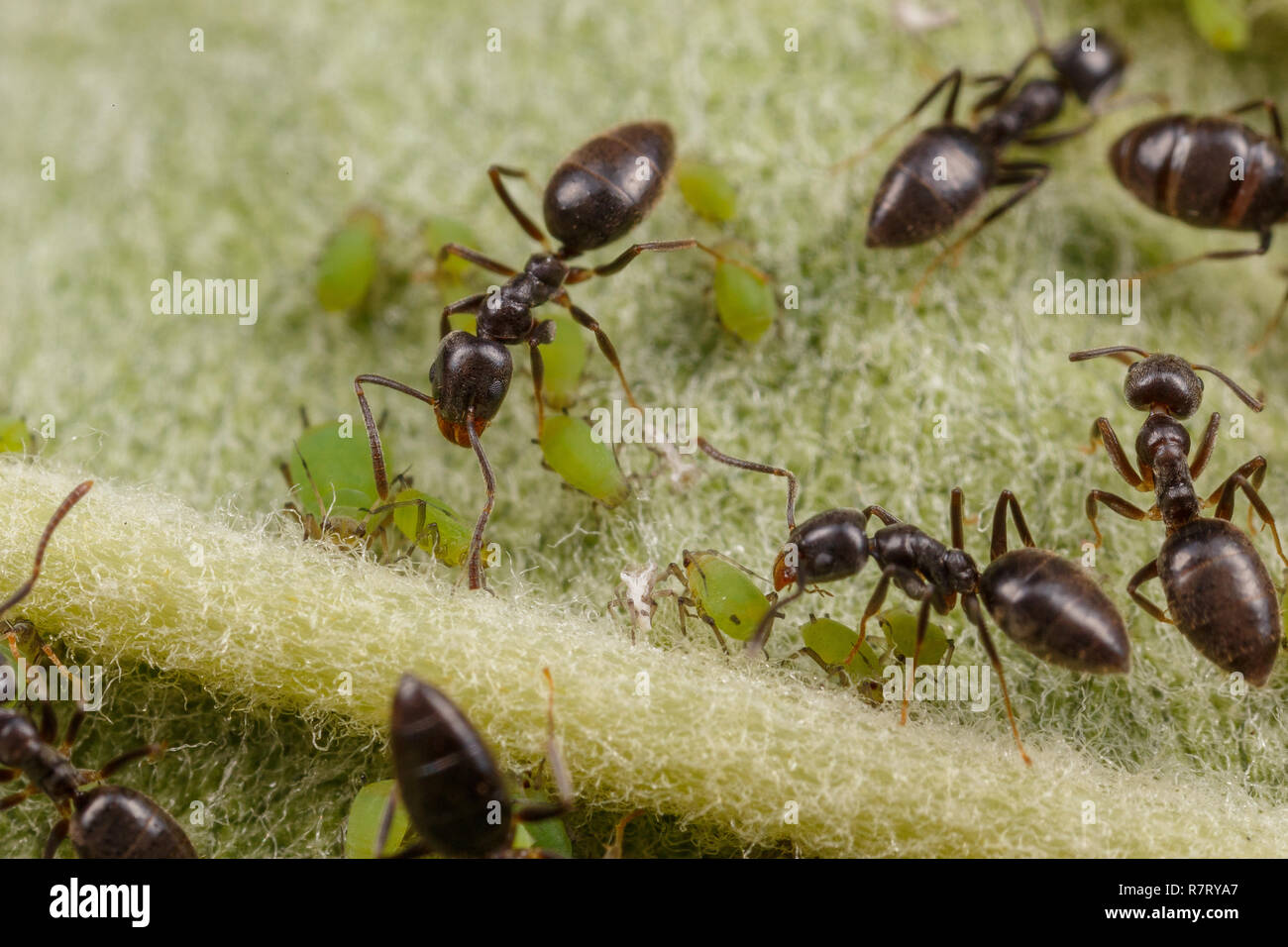 Technomyrmex ants tending green aphids on an apple tree, Albany ...