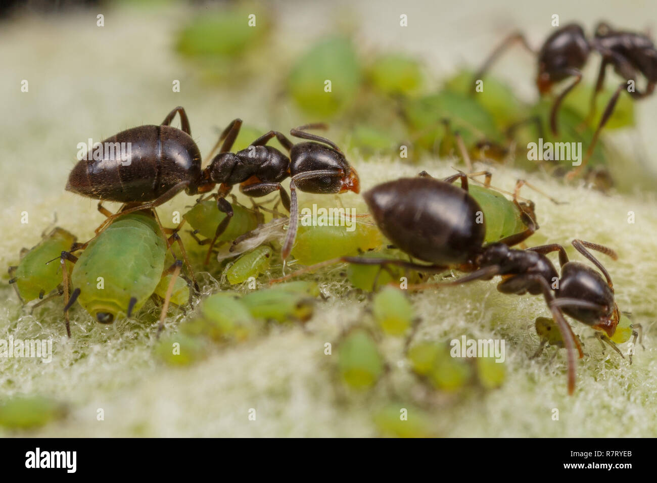 Group of scale insects hi-res stock photography and images - Alamy