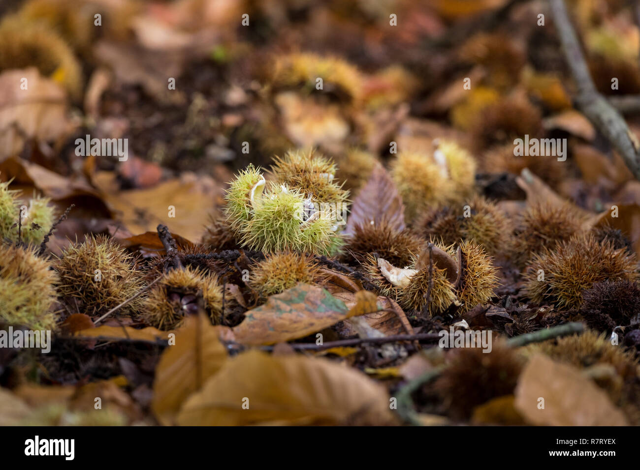 Sweet Chestnut tree, leaves and seeds Stock Photo - Alamy