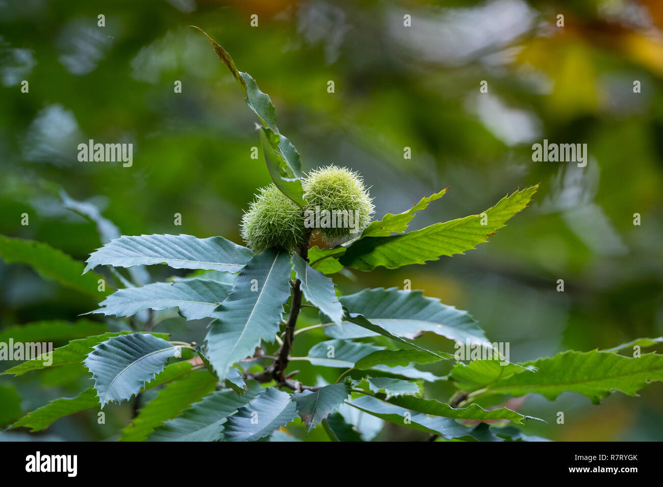 Sweet Chestnut tree, leaves and seeds Stock Photo - Alamy