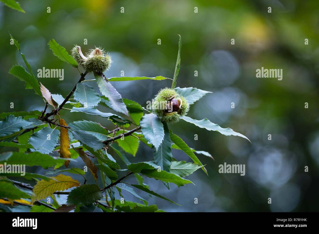 Sweet Chestnut tree, leaves and seeds Stock Photo - Alamy