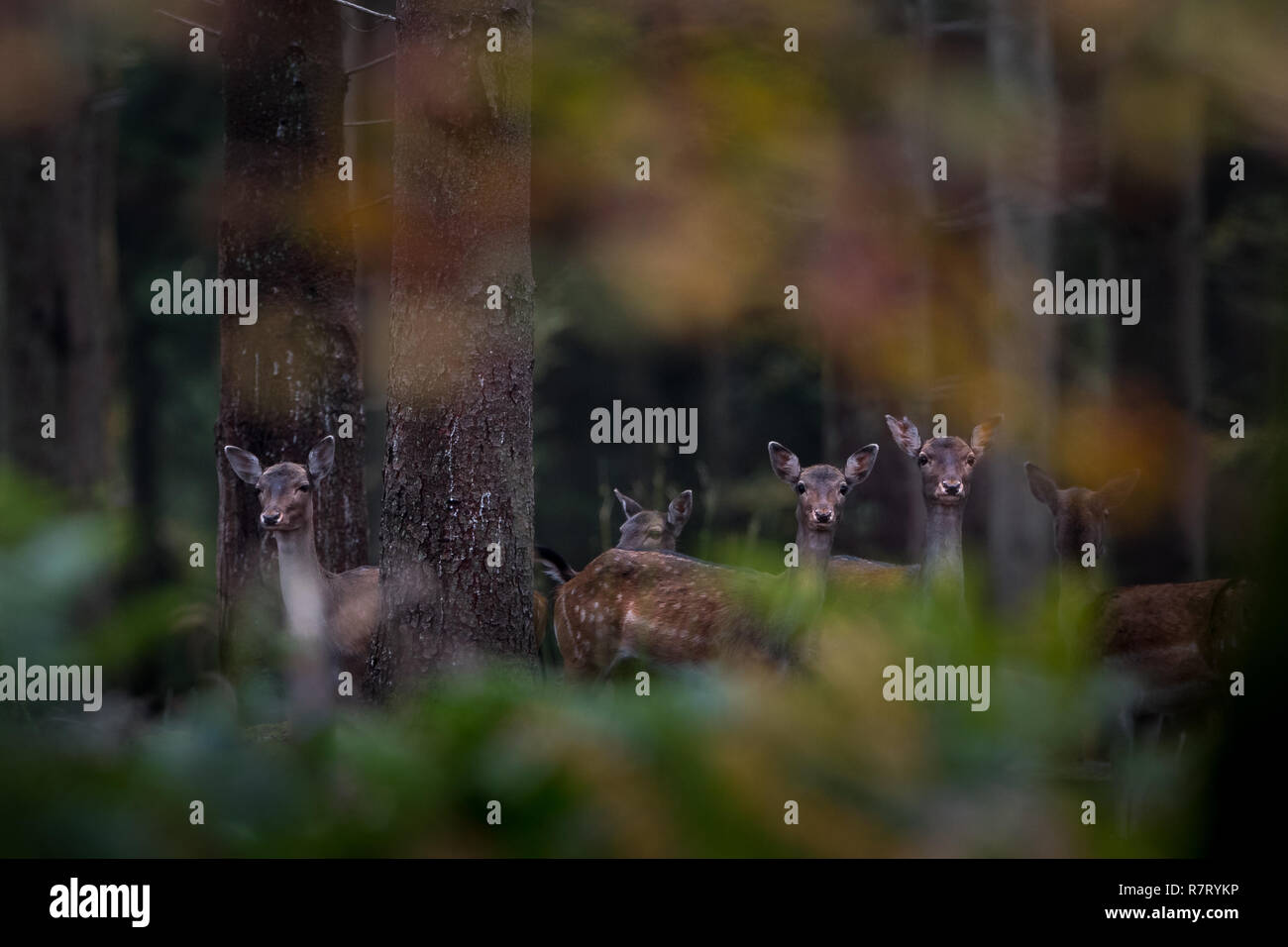 Fallow deer new forest hi-res stock photography and images - Alamy
