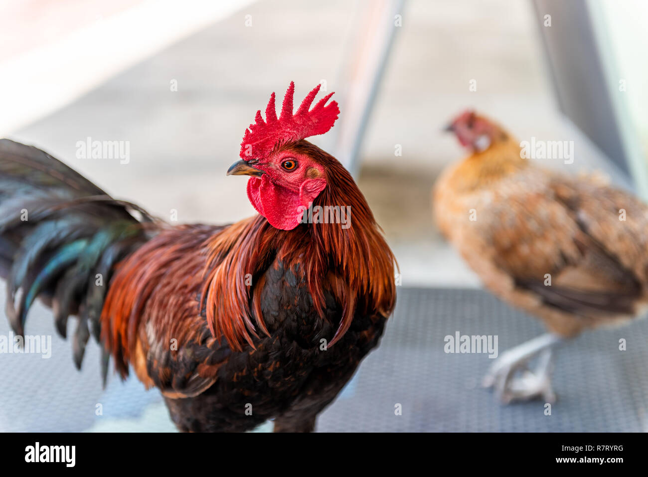 Key West, USA wild rooster chicken two couple animal closeup face eyes ...