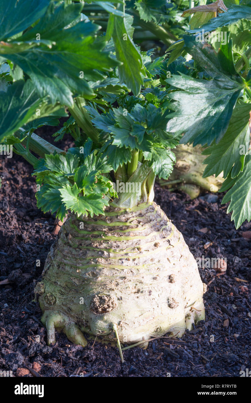 Monach hi-res stock photography and images - Alamy