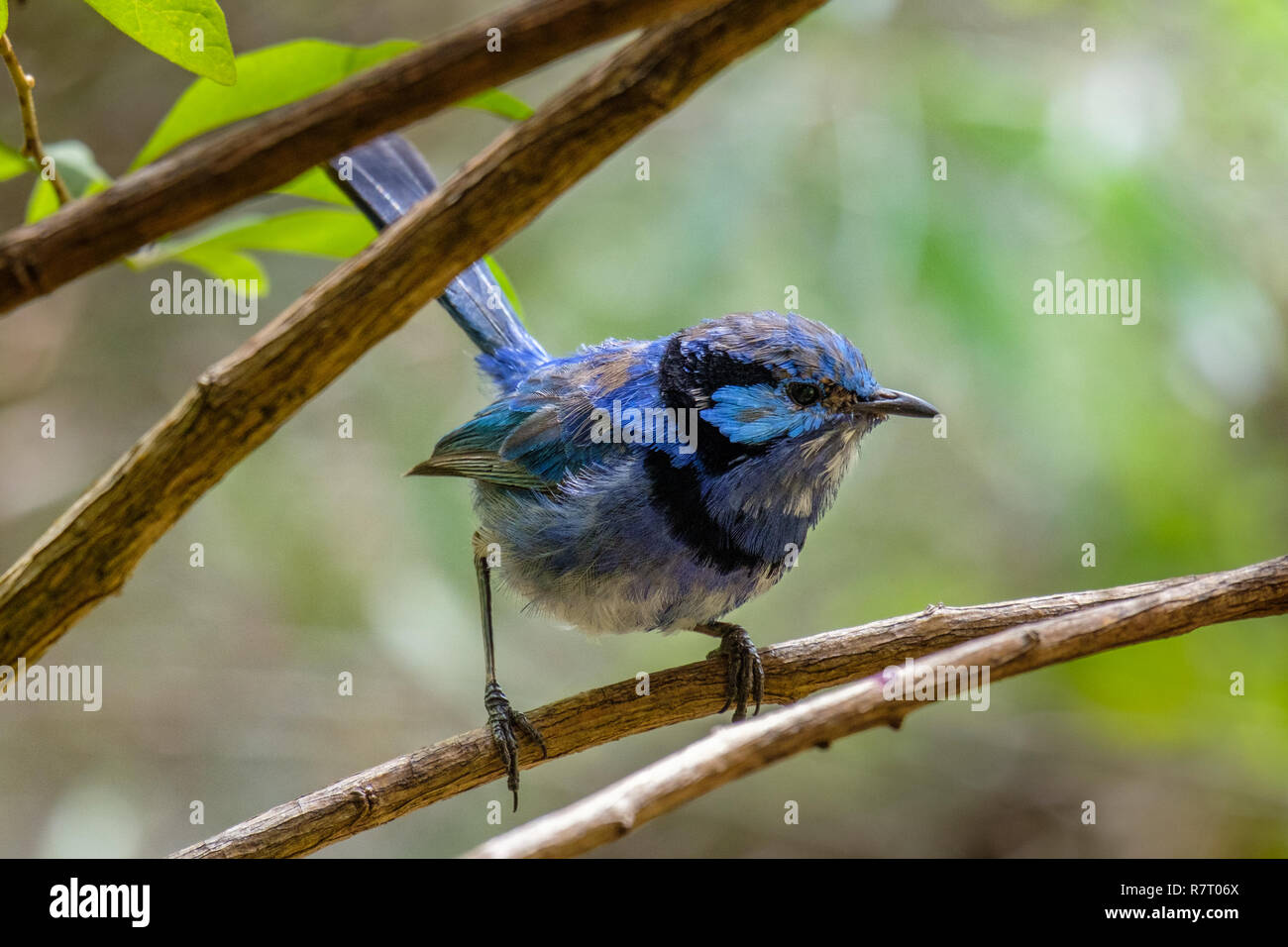 Blue fairy wren hi-res stock photography and images - Alamy