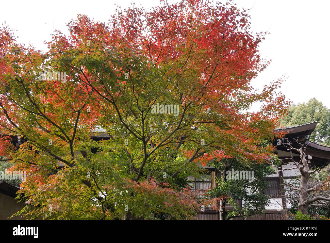 Park scenes in Japan Stock Photo - Alamy