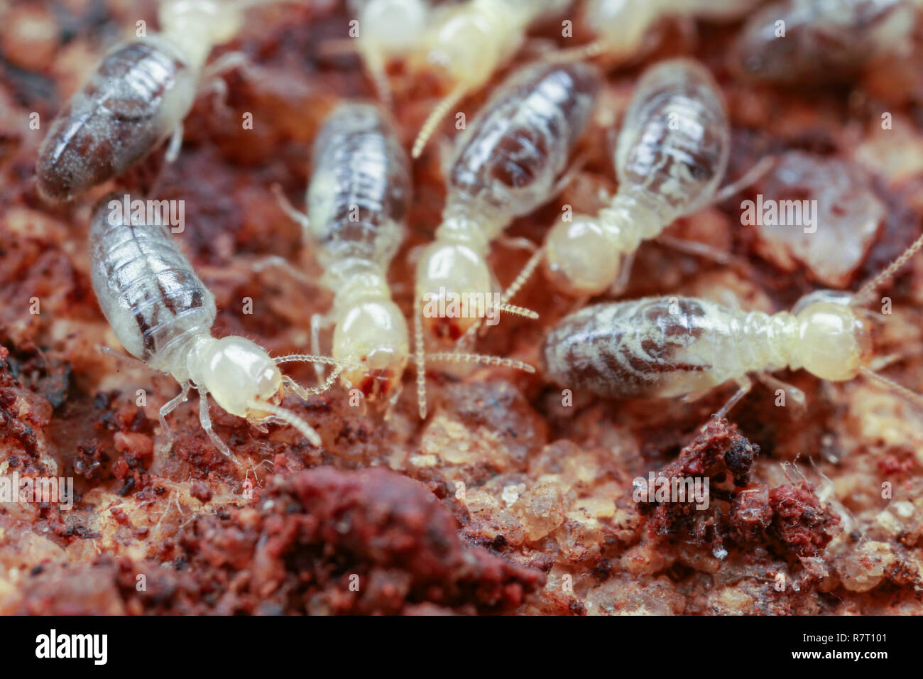 Australia workers tunnel hi-res stock photography and images - Alamy