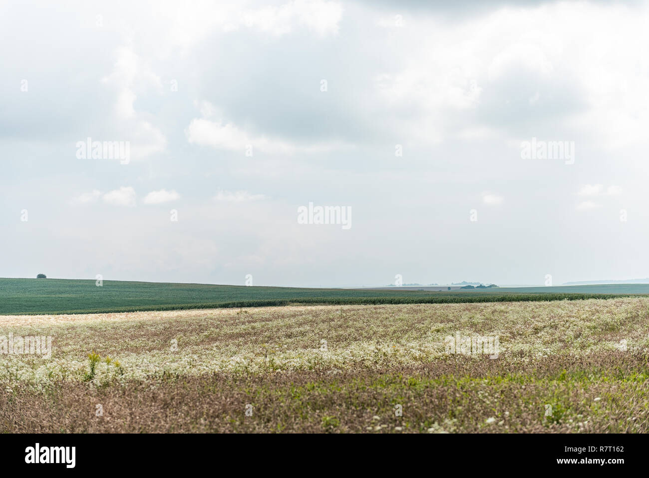 Landscape of farm fields in summer in Rivne, Ukraine green grass dried ...