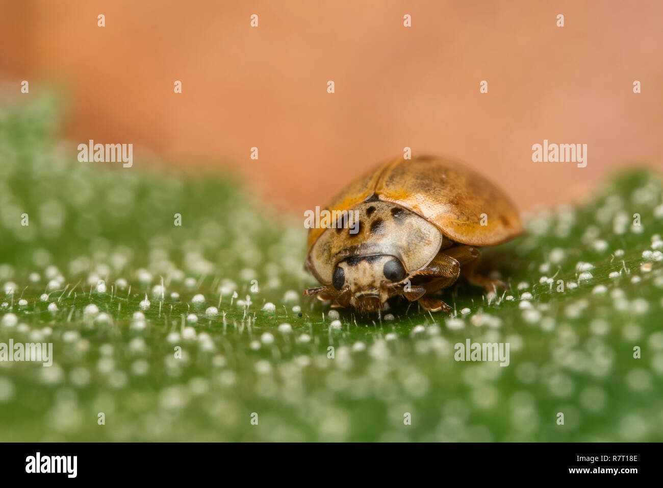 10 spot ladybird hi-res stock photography and images - Alamy