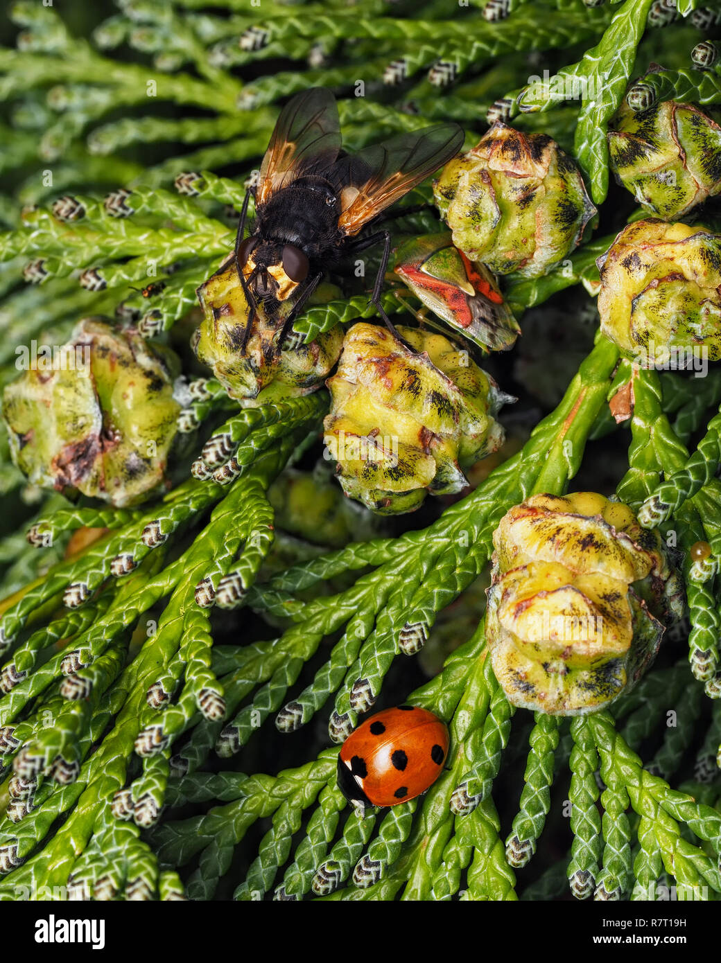 Shieldbug photograph hi-res stock photography and images - Alamy