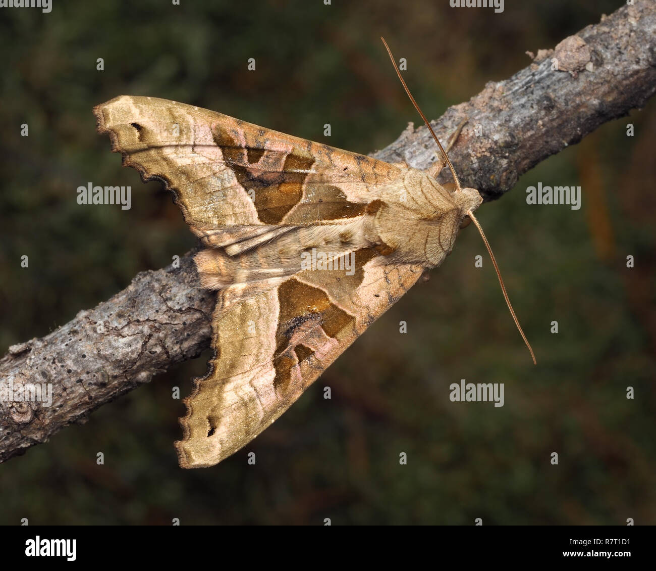 Dorsal view of Angle Shades moth (Phlogophora meticulosa) with open ...