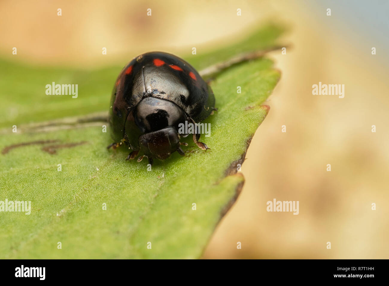 Heather Ladybird (Chilocorus bipustulatus) resting on leaf. Tipperary ...
