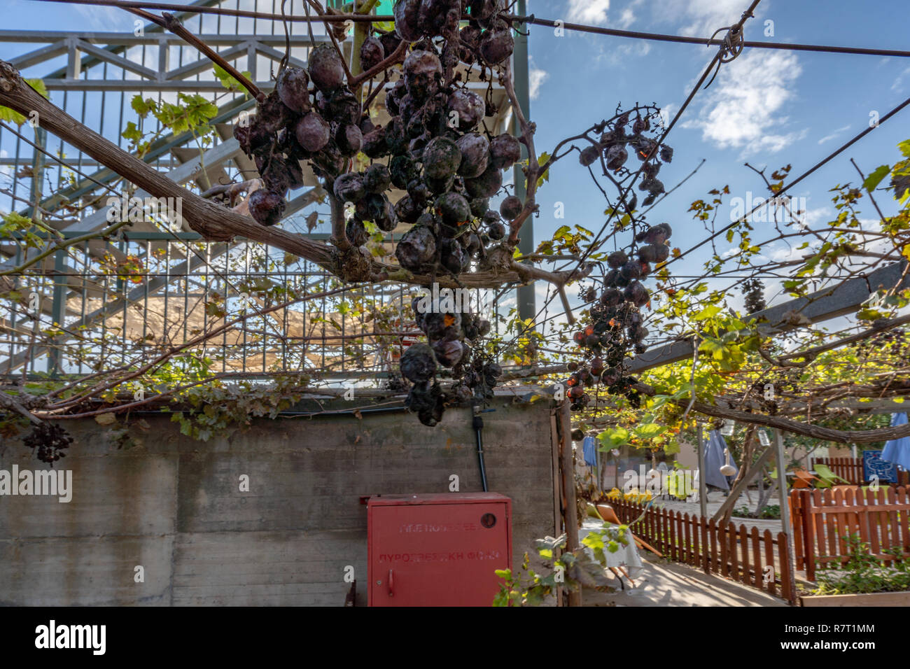 Photography of old Grapes hanging around o a sunny day Stock Photo - Alamy