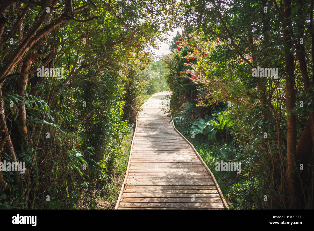 Sendero Playa footpath at Chiloe National Park - Chiloe Island, Chile ...