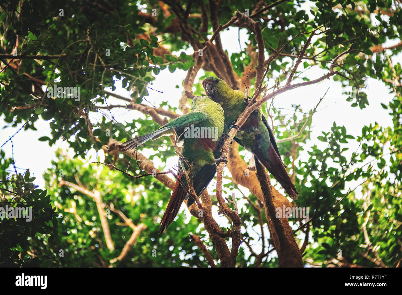 Couple of Slender-billed parakeet at Chiloe National Park - Chiloe ...