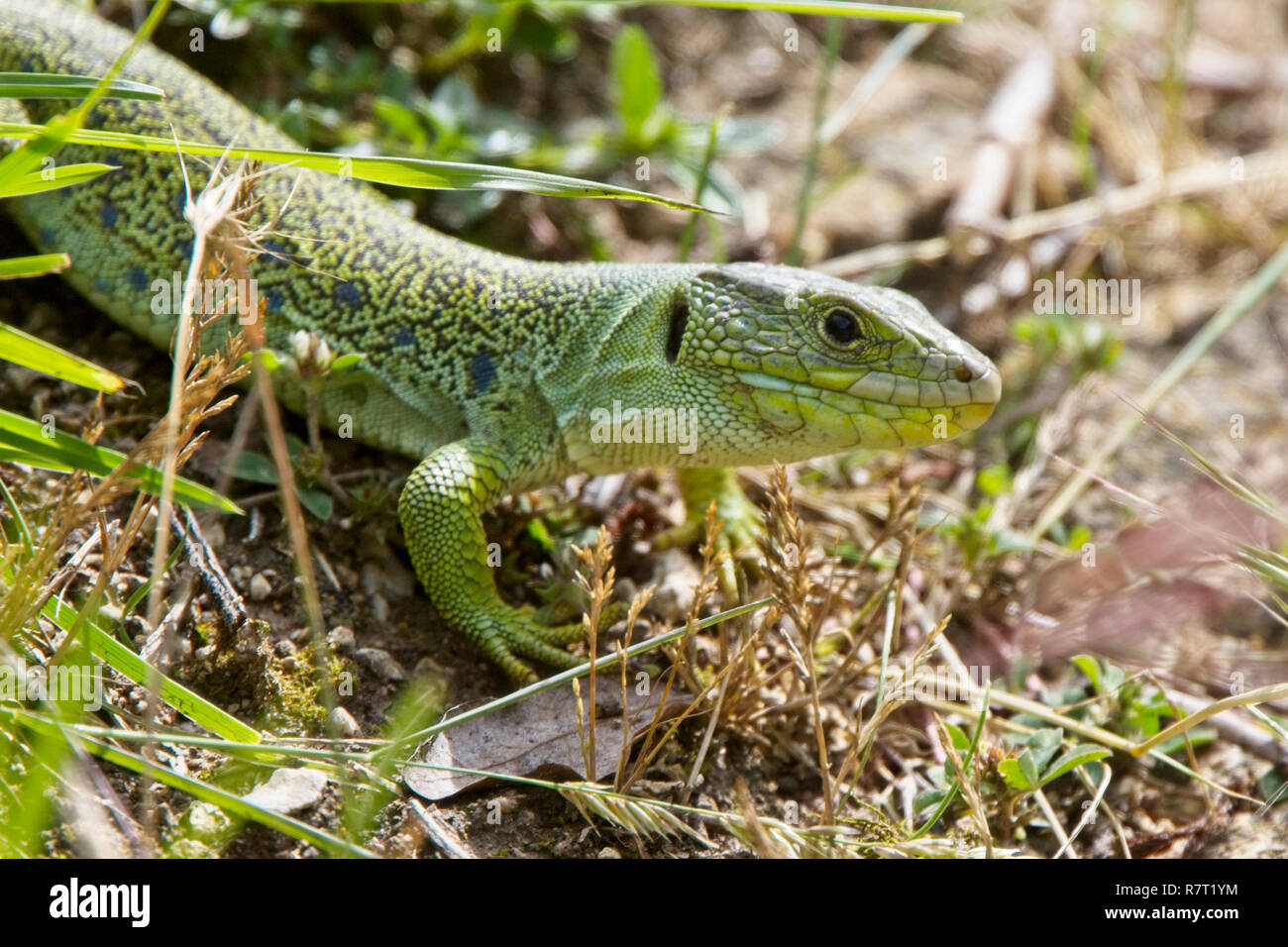 Eyed Lizard (also known as Ocellated Lizard or Jewelled Lizard, Timon ...