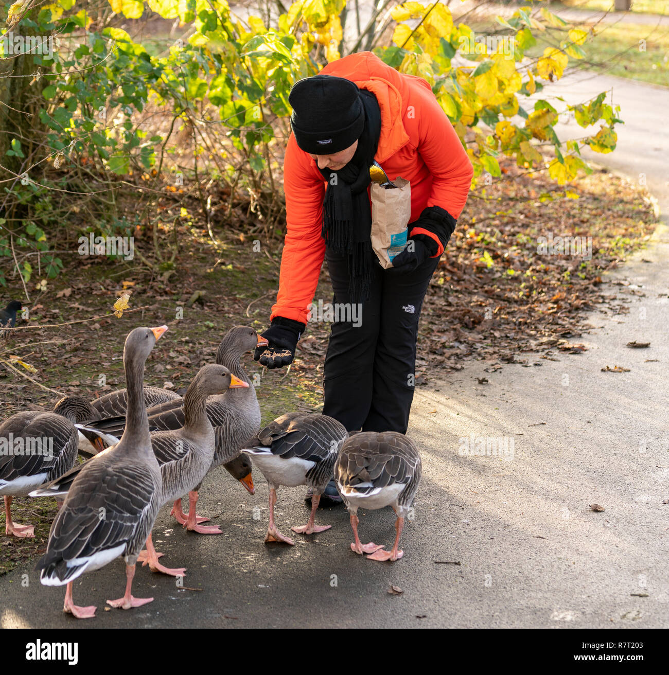 A woman visitor feeding ducks out of her hand at Slimbridge Wildfowl ...